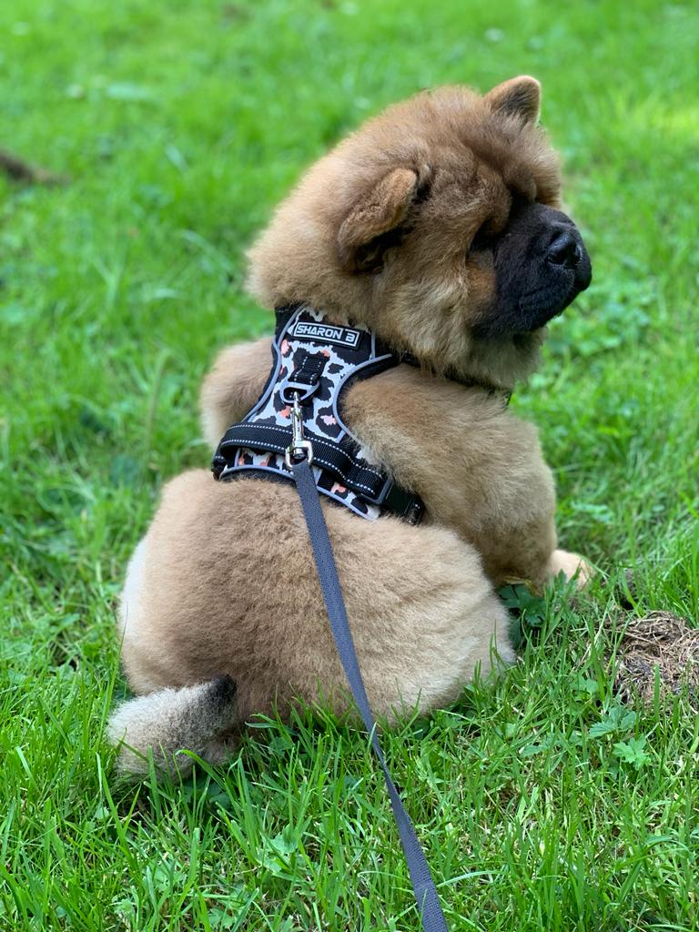 Over ons – Sharon-B.com