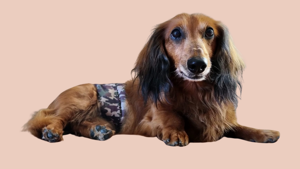 Sharon-B: Accesoires voor uw Huisdier – Sharon-B.com